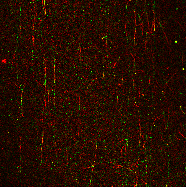 Leica SP8 | Biological Science Imaging Resource